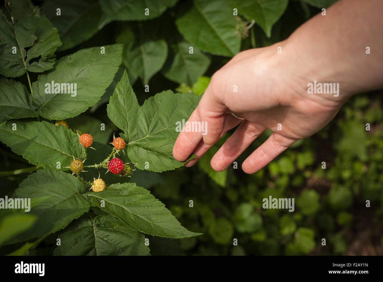 Hand reaching toward raspberry bush Stock Photo - Alamy