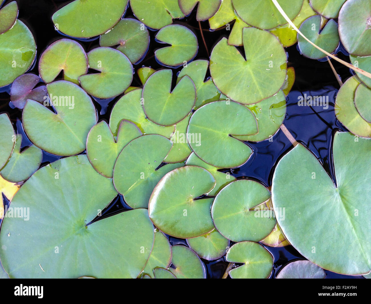 Pond lily abstract Stock Photo - Alamy