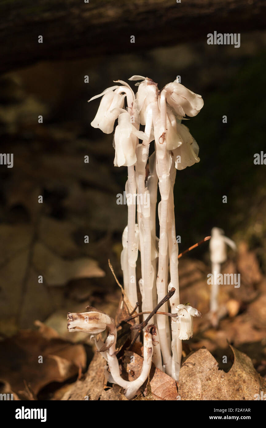 Indian pipe in sunlight Stock Photo - Alamy