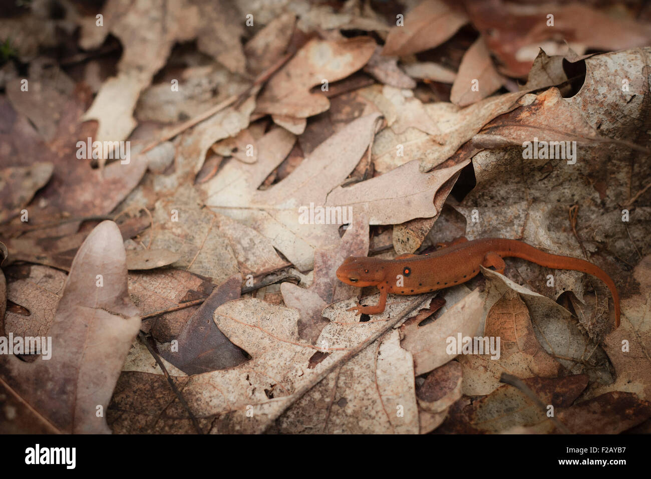 Dead newt hi-res stock photography and images - Alamy