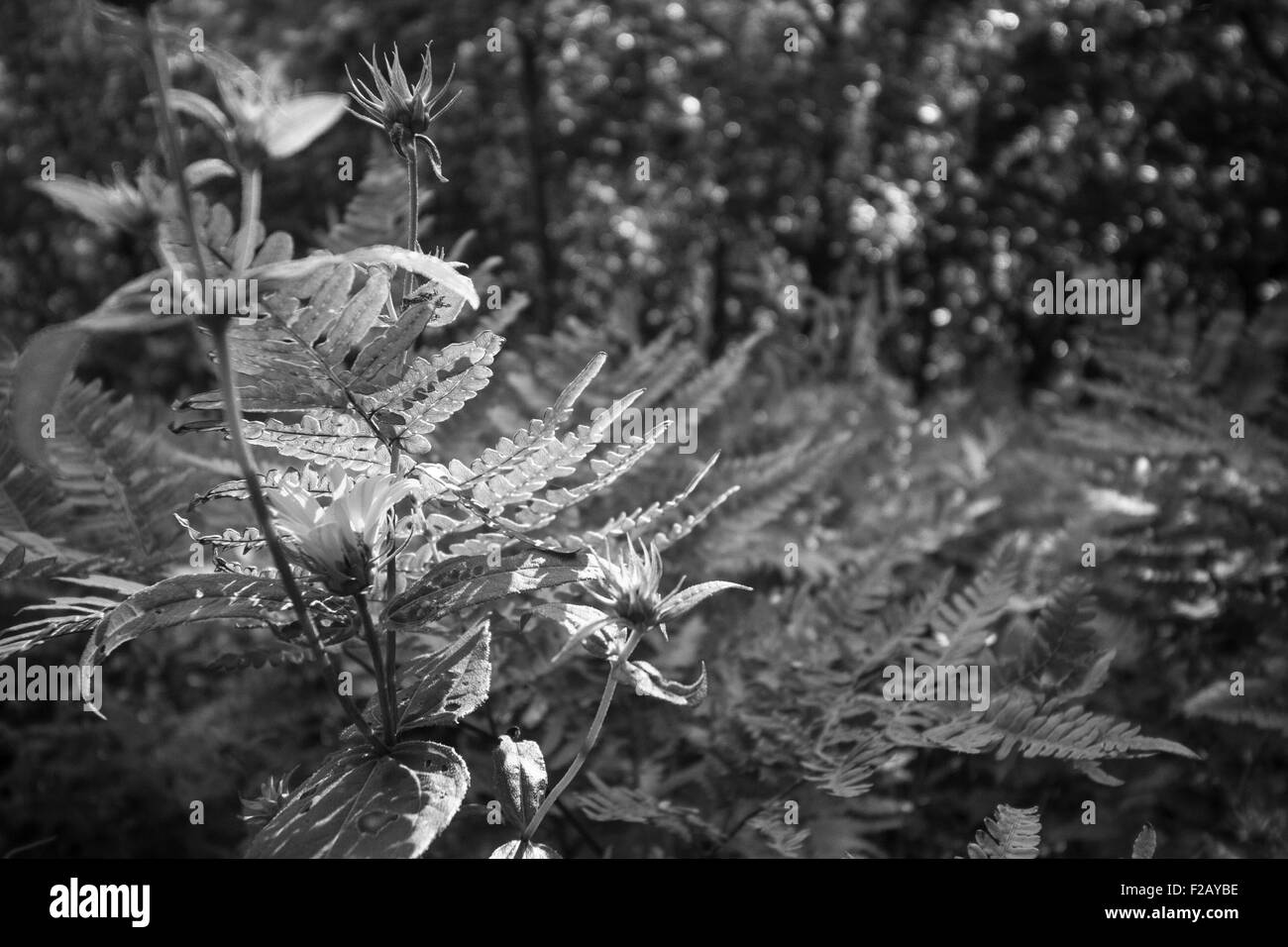 Fern and forest Black and White Stock Photos & Images - Alamy