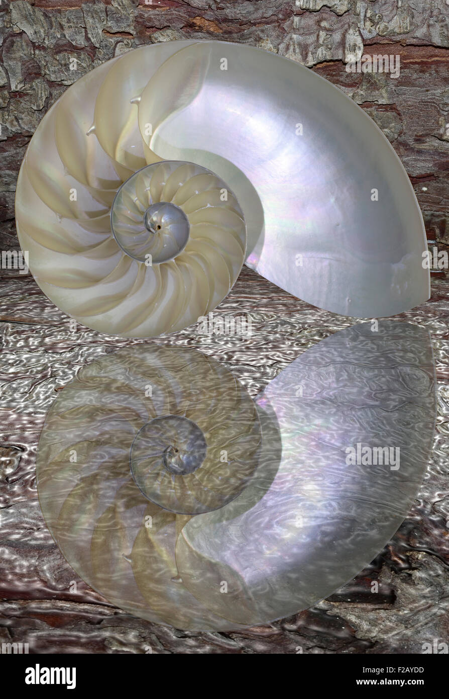 Chambered Nautilus cutaway Shell over tree bark background Stock Photo ...