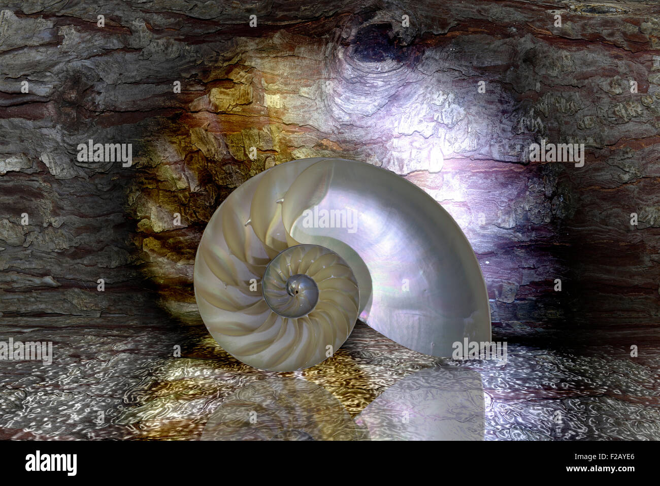 Chambered Nautilus cutaway Shell over tree bark background Stock Photo ...
