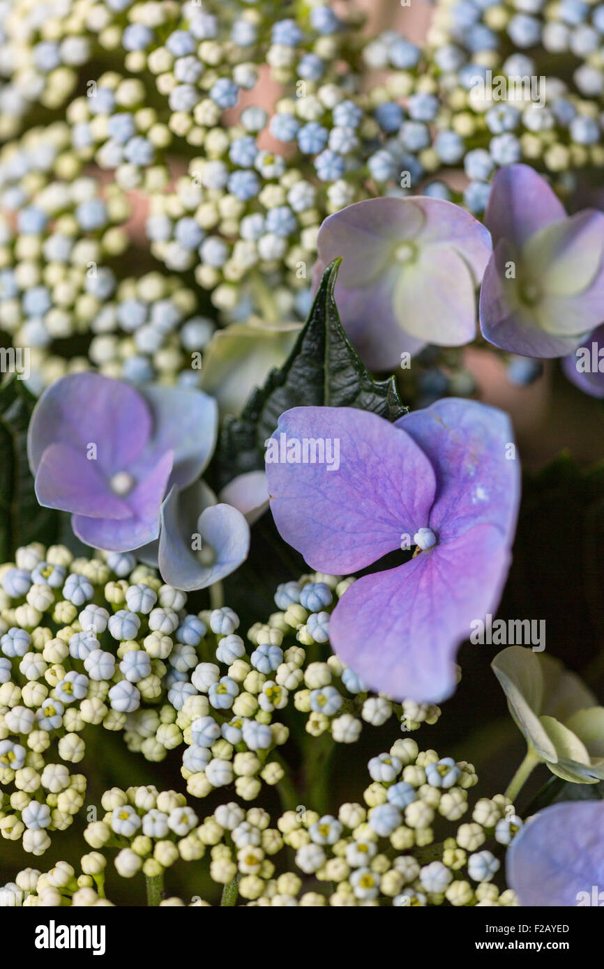 Closeup hydrangea hi-res stock photography and images - Alamy
