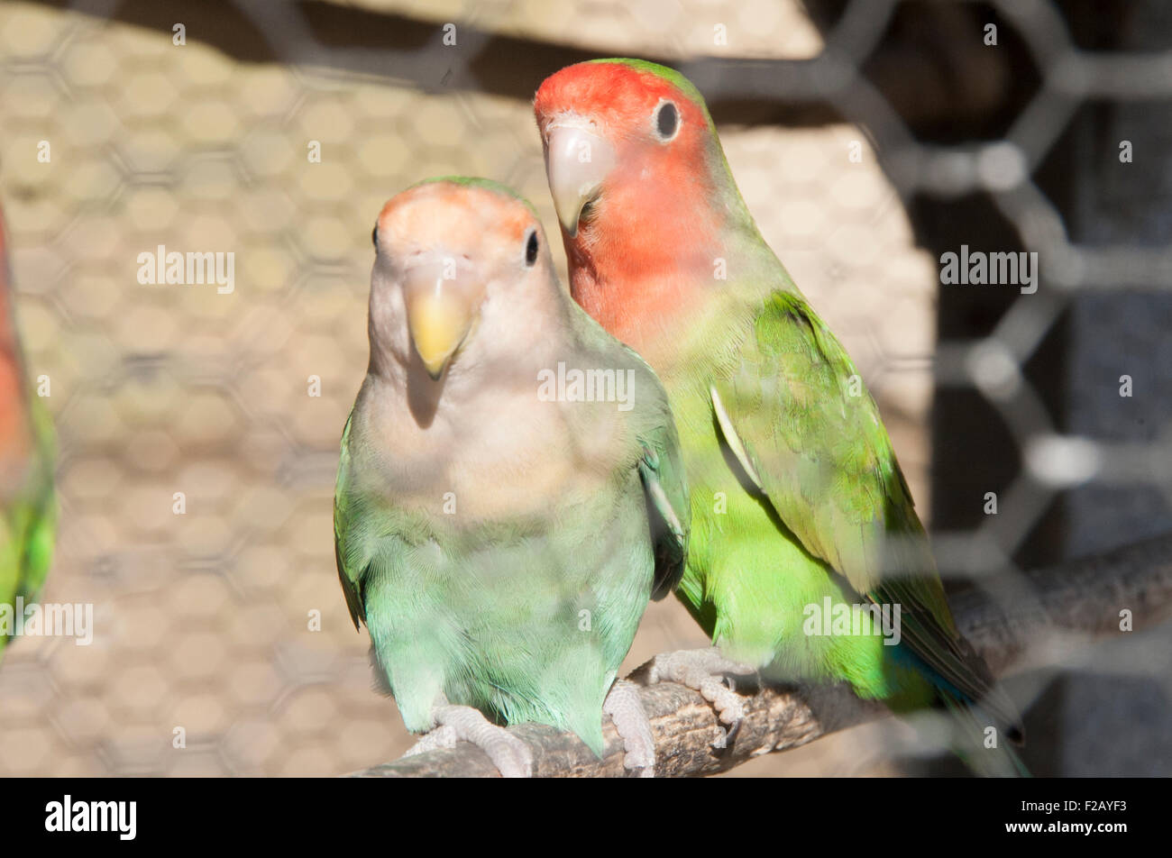 Two love birds branch hi-res stock photography and images - Alamy