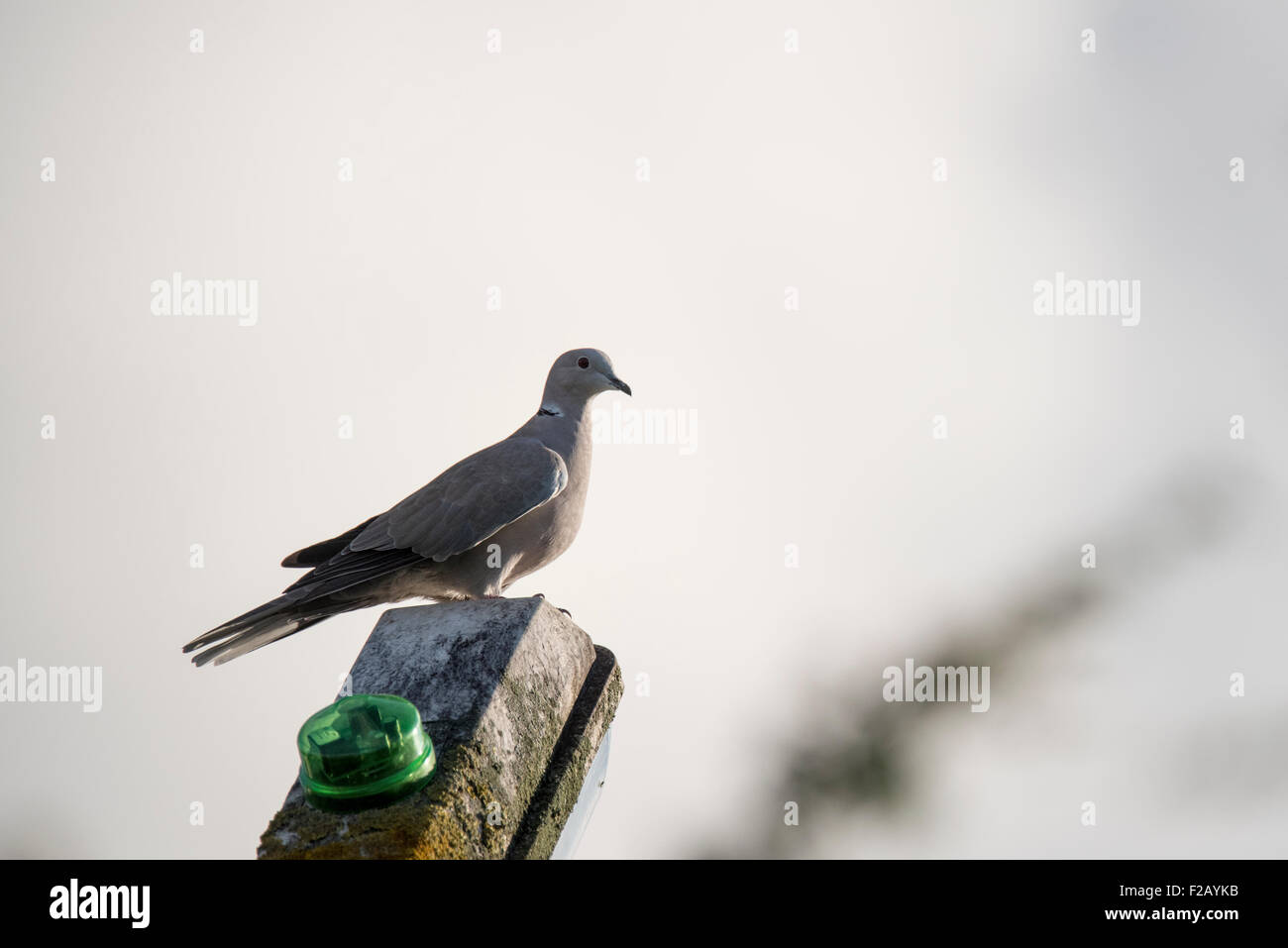 Side view of collared dove hi-res stock photography and images - Alamy