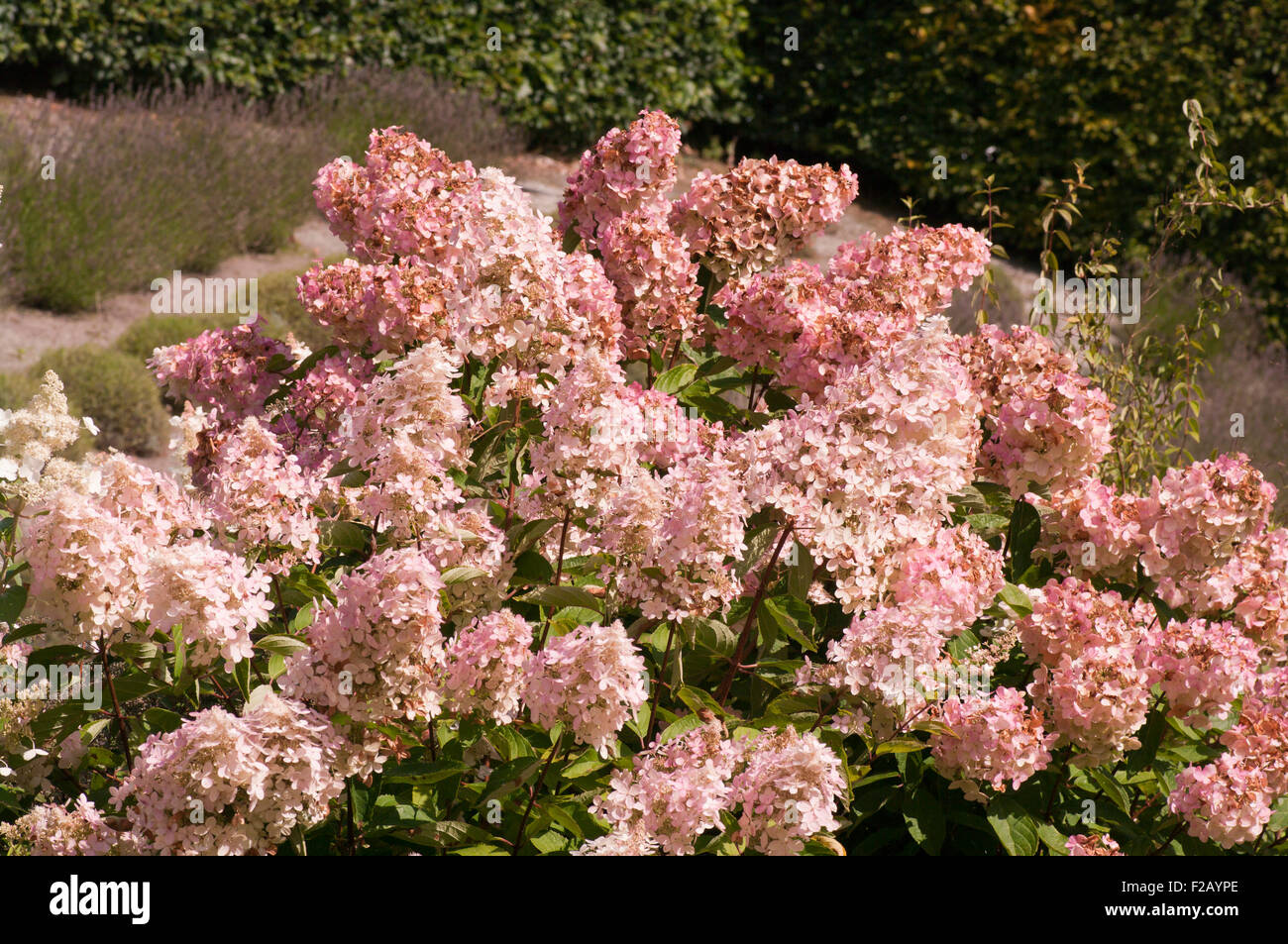 Pink and White Hydrangea Flowers Stock Photo - Alamy