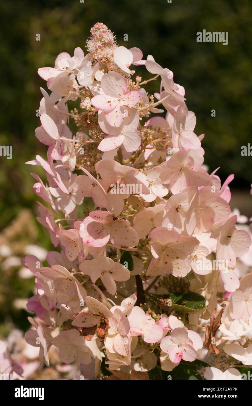 White hydrangea flowers hi-res stock photography and images - Alamy