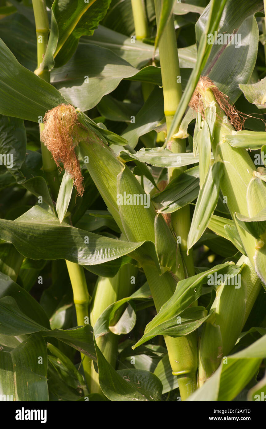 Maize Cobs also Know as Corn on The Cob Stock Photo - Alamy