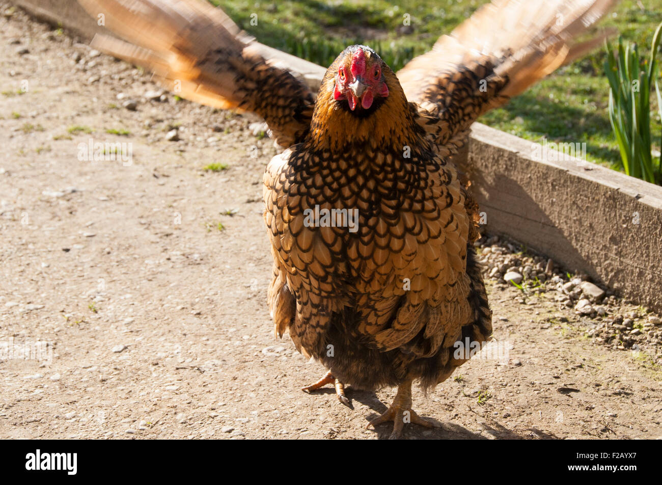 Chicken cockerel in the morning Stock Photo - Alamy