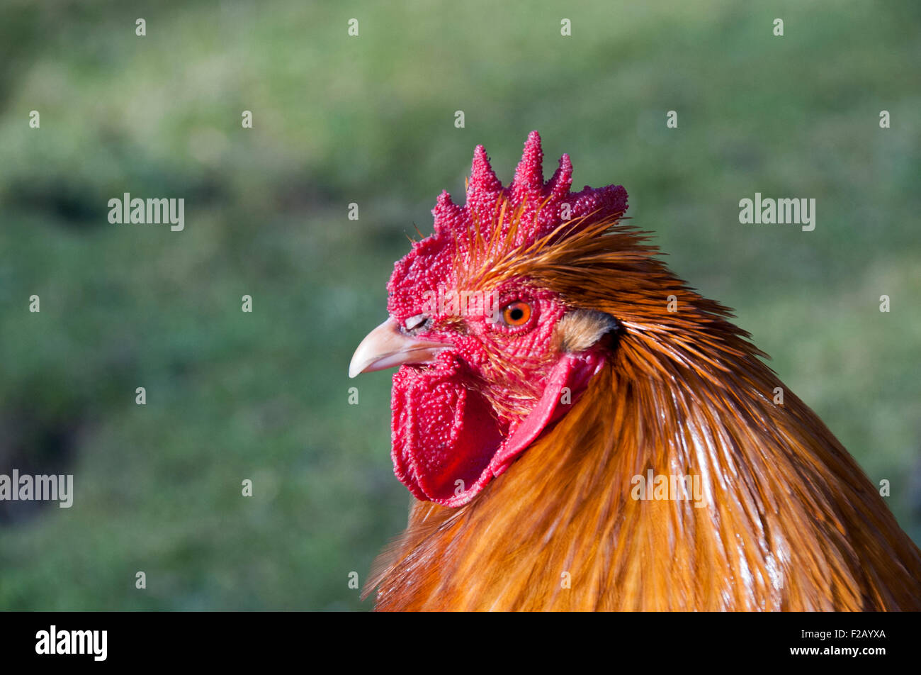 Flapping chicken hi-res stock photography and images - Alamy