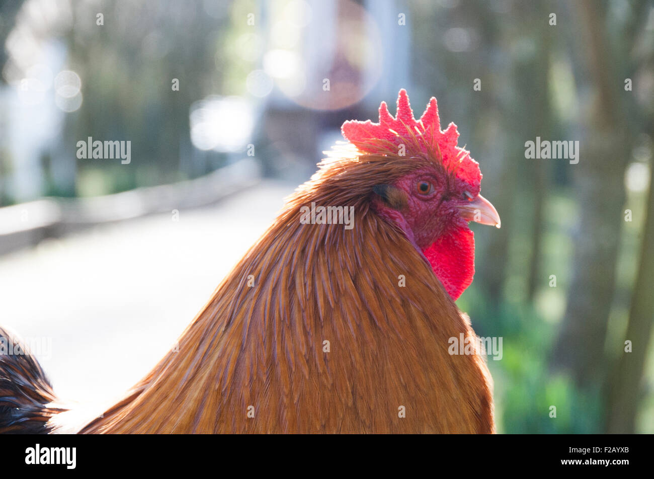 Cockerel rooster hi-res stock photography and images - Alamy