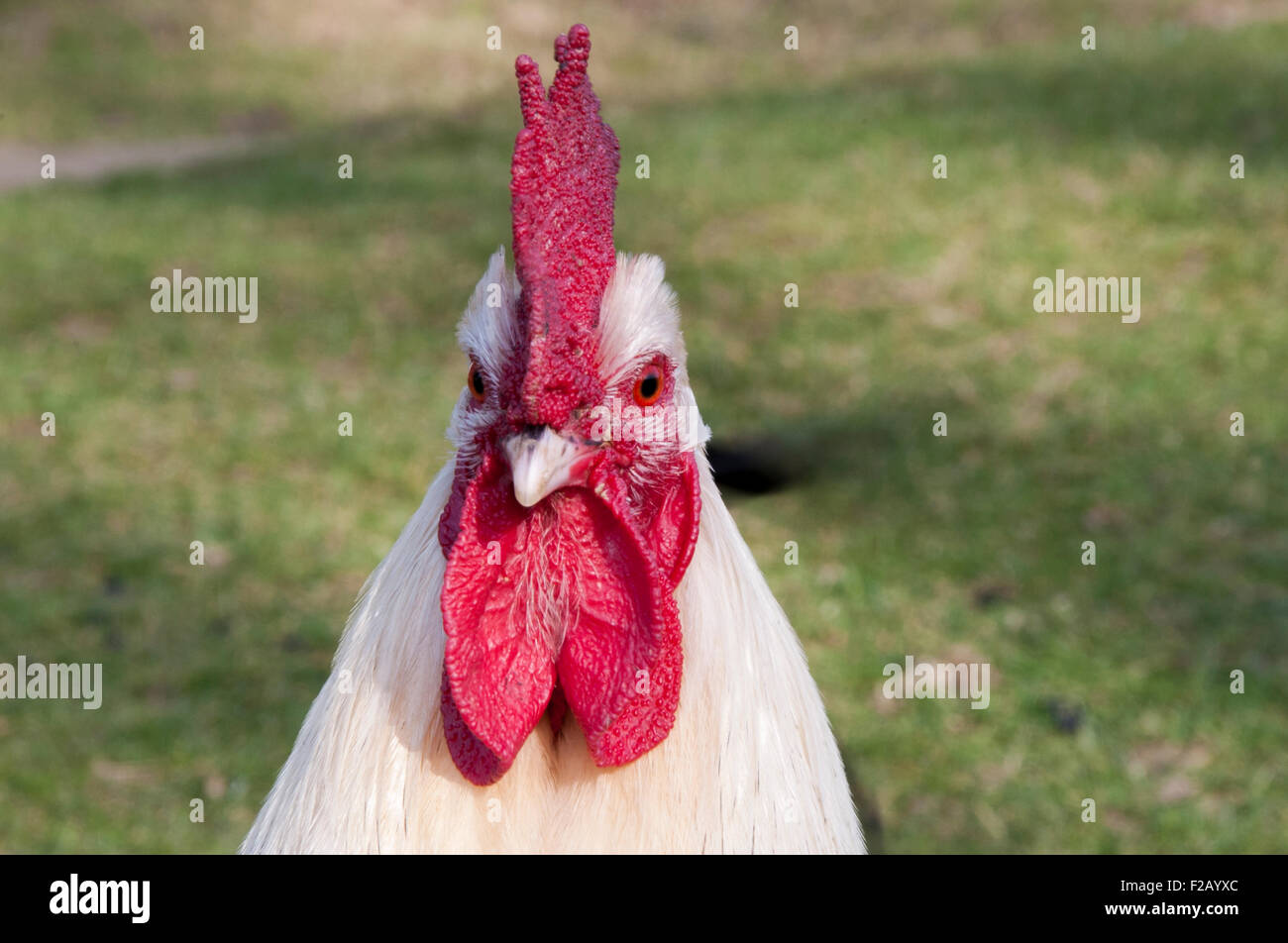 Cockerel rooster hi-res stock photography and images - Alamy
