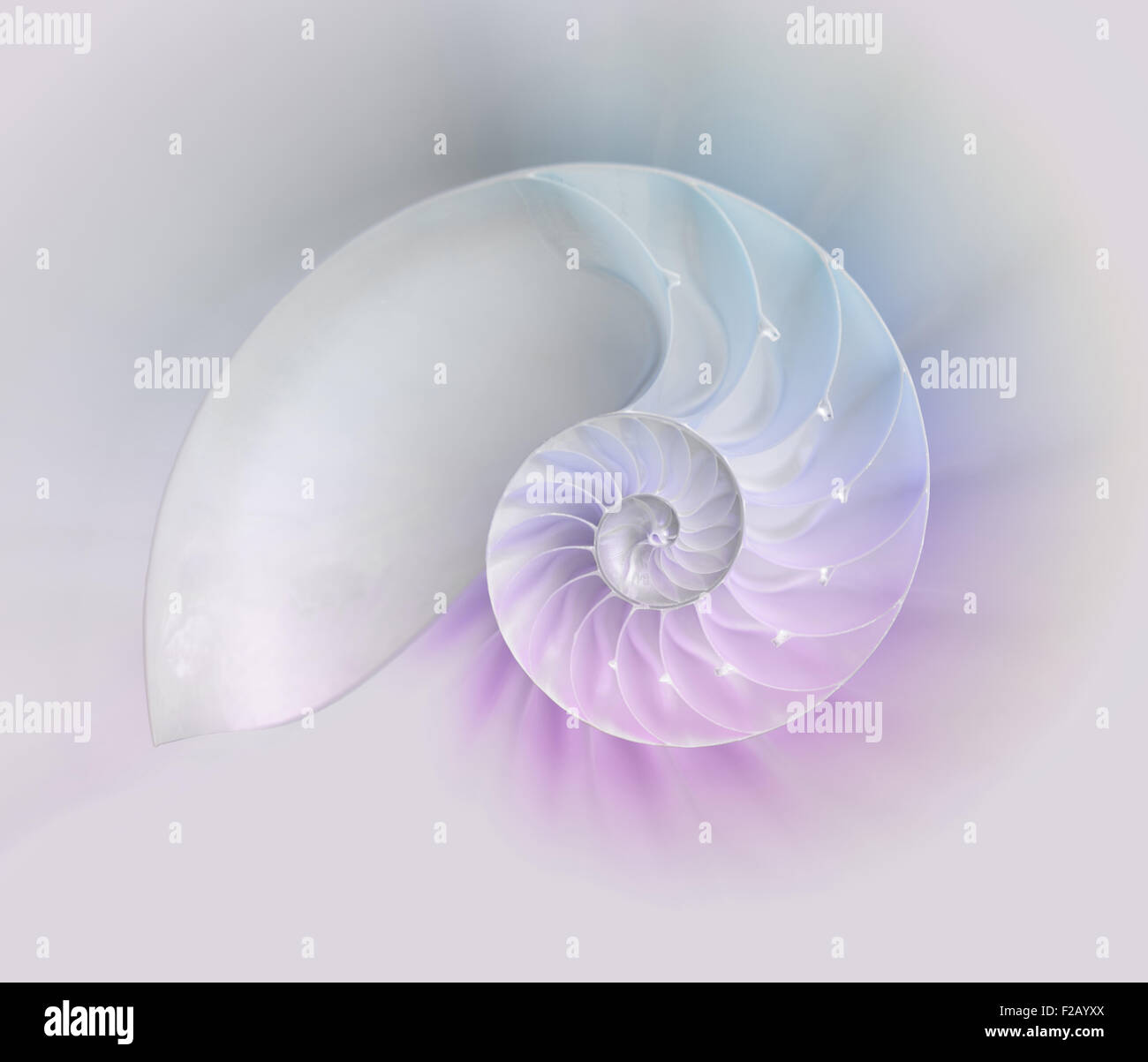 Chambered Nautilus cutaway Shells on colorful background Stock Photo ...