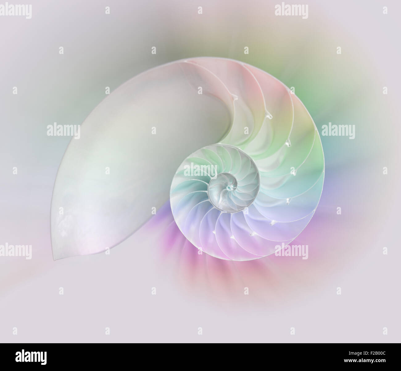 Chambered Nautilus cutaway Shells on colorful background Stock Photo ...