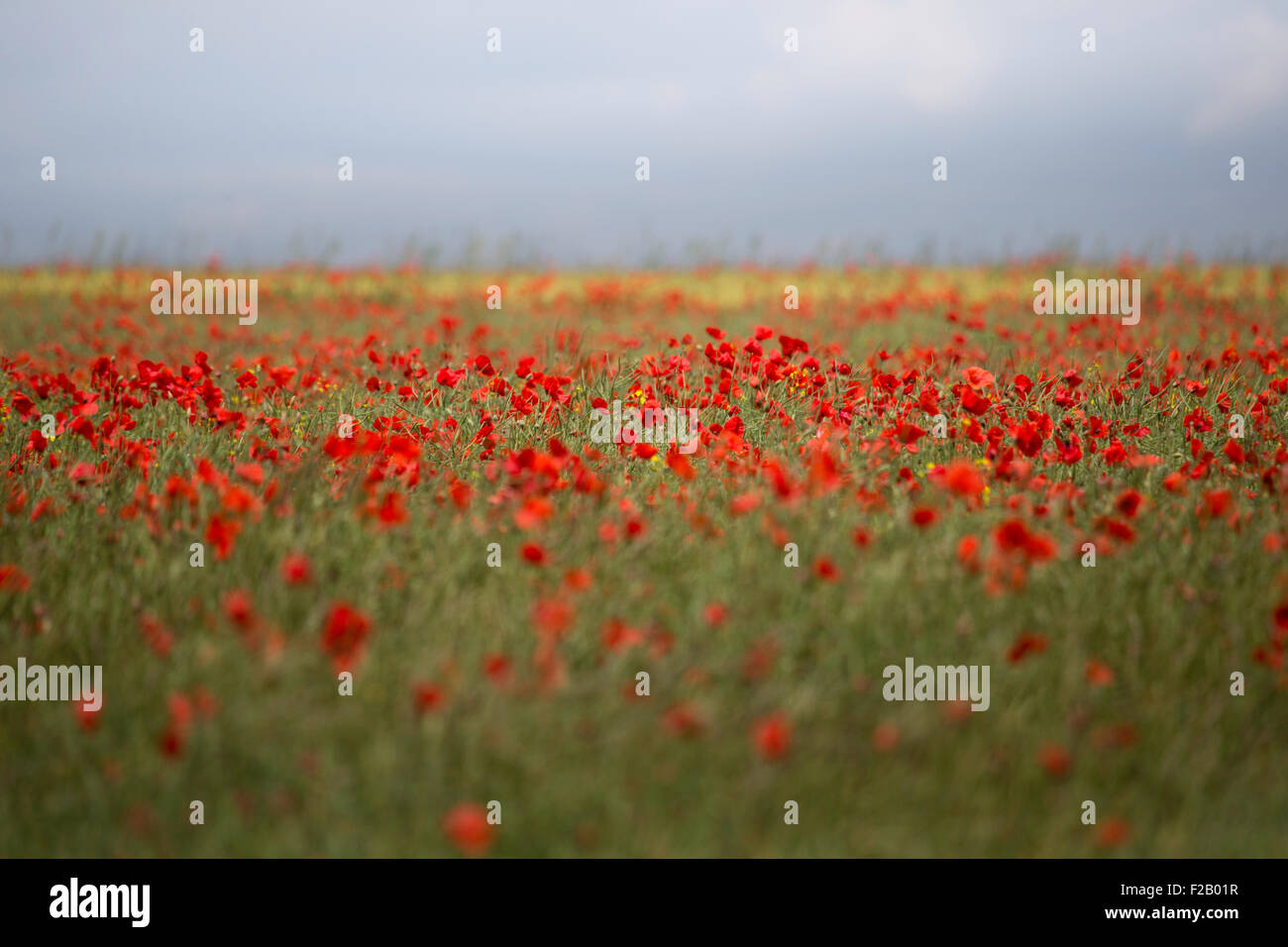 Field wild red poppy flowers hi-res stock photography and images - Alamy