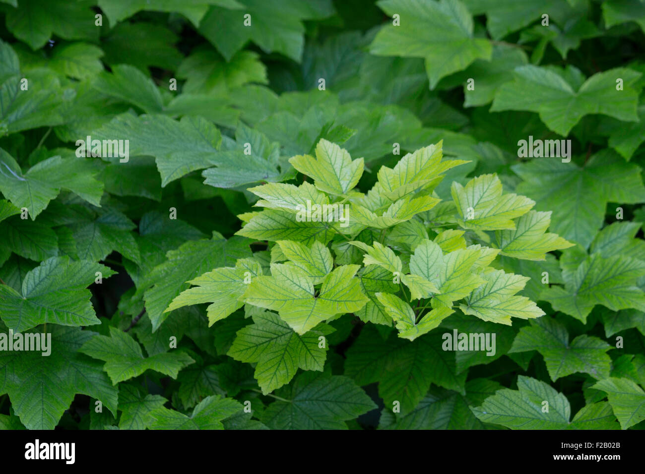 Green cluster leaves hi-res stock photography and images - Alamy