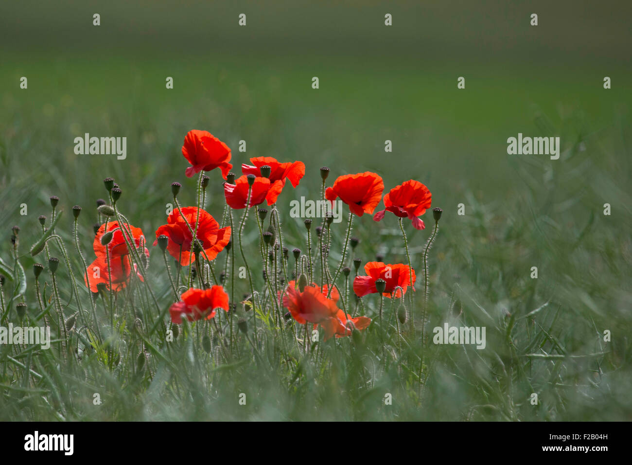 Wild poppy cluster Stock Photo - Alamy