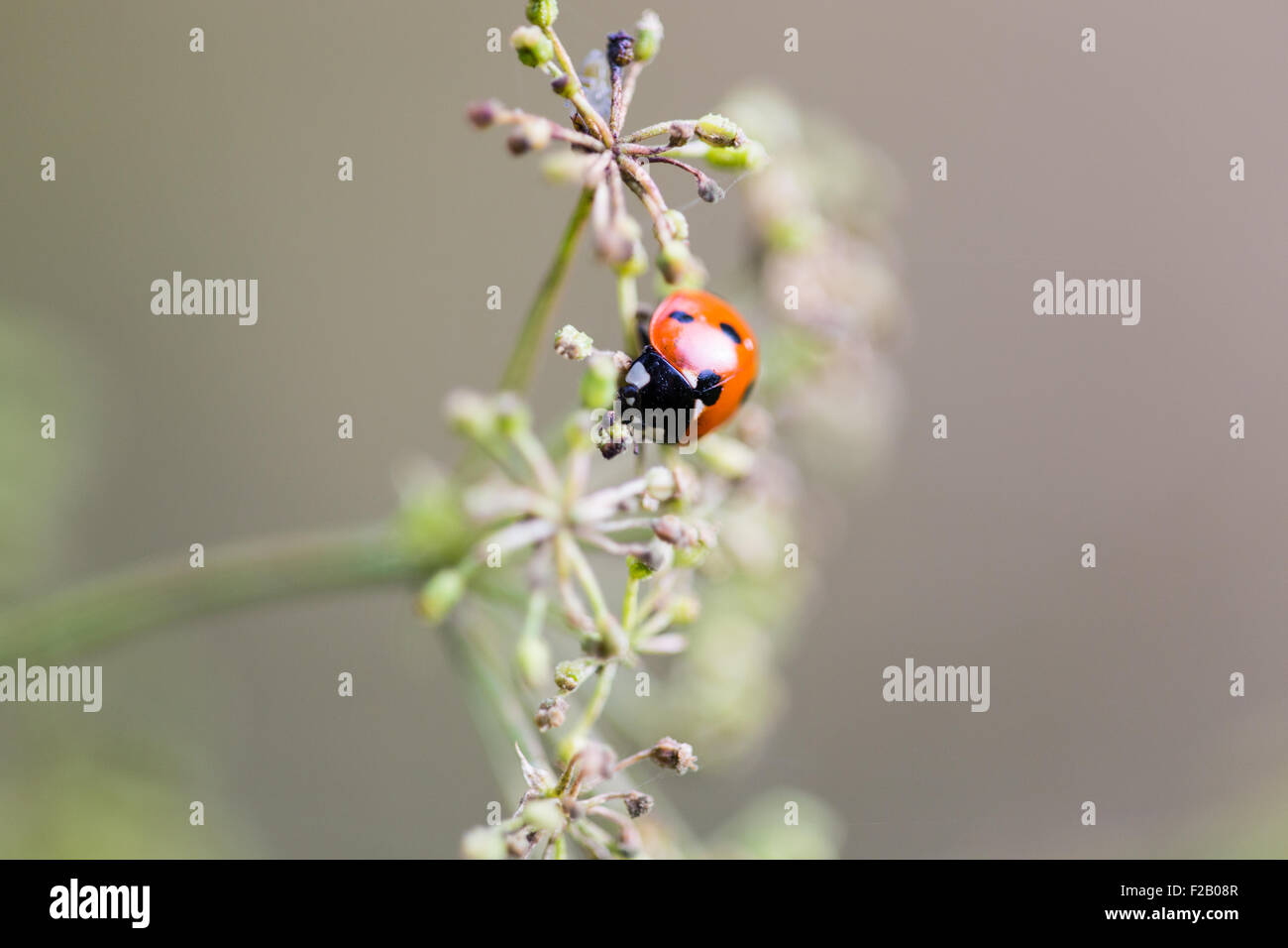 Ladybird on plant hi-res stock photography and images - Alamy