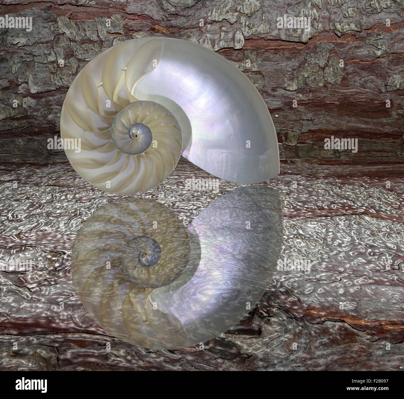 Spiral pattern tree bark hi-res stock photography and images - Alamy