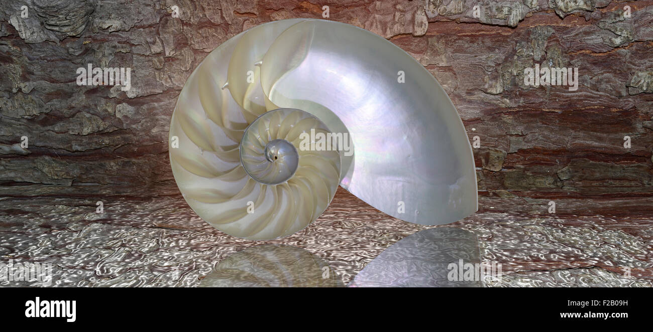 Chambered Nautilus cutaway Shell over tree bark background Stock Photo ...