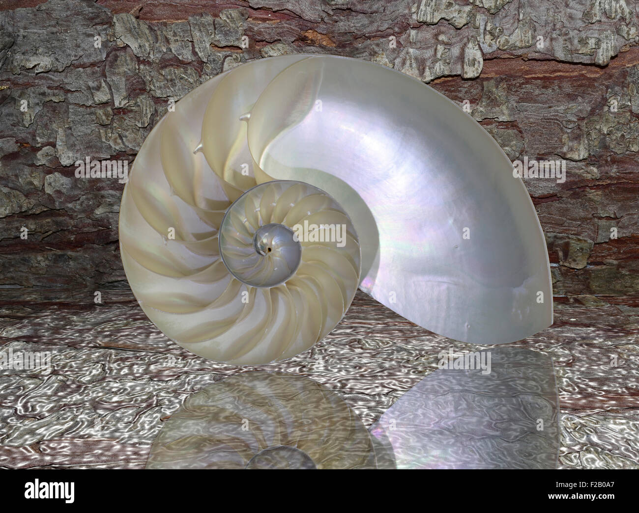 Chambered Nautilus cutaway Shell over tree bark background Stock Photo ...