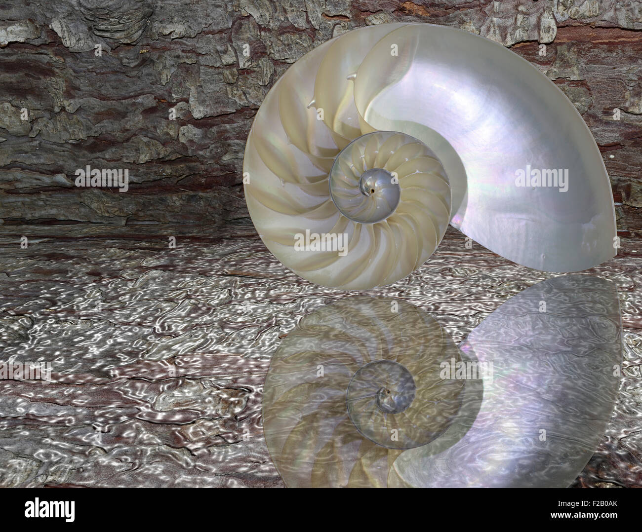 Chambered Nautilus cutaway Shell over tree bark background Stock Photo ...