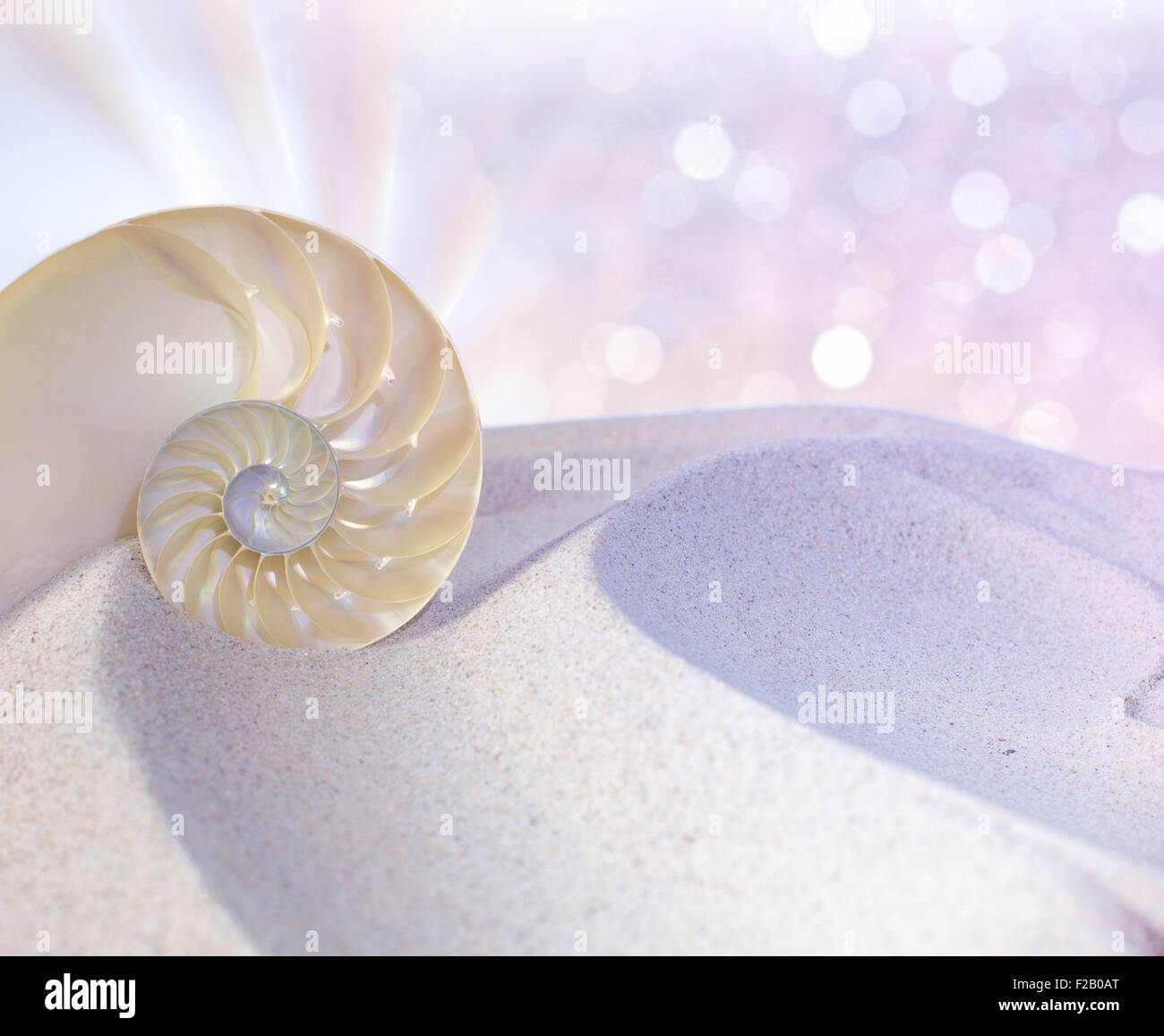 Chambered Nautilus cutaway Shell on sandy beach Stock Photo - Alamy