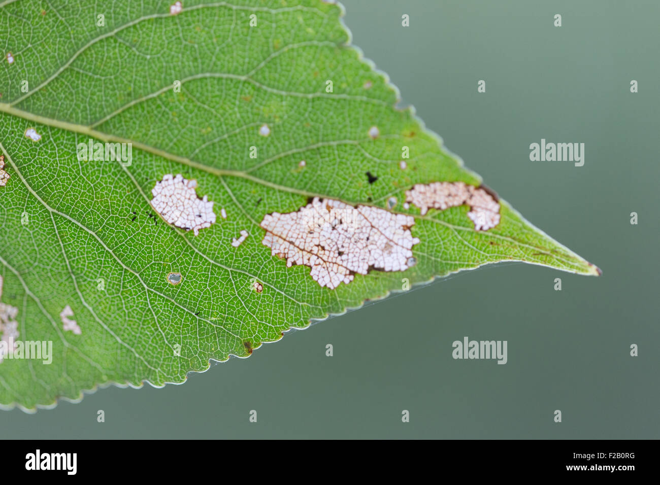 Leaf damage hi-res stock photography and images - Alamy