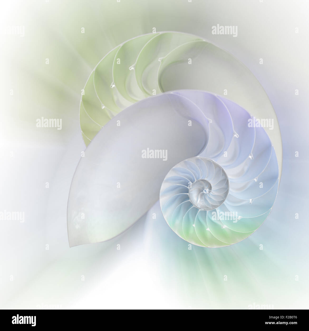 Chambered nautilus hi-res stock photography and images - Alamy