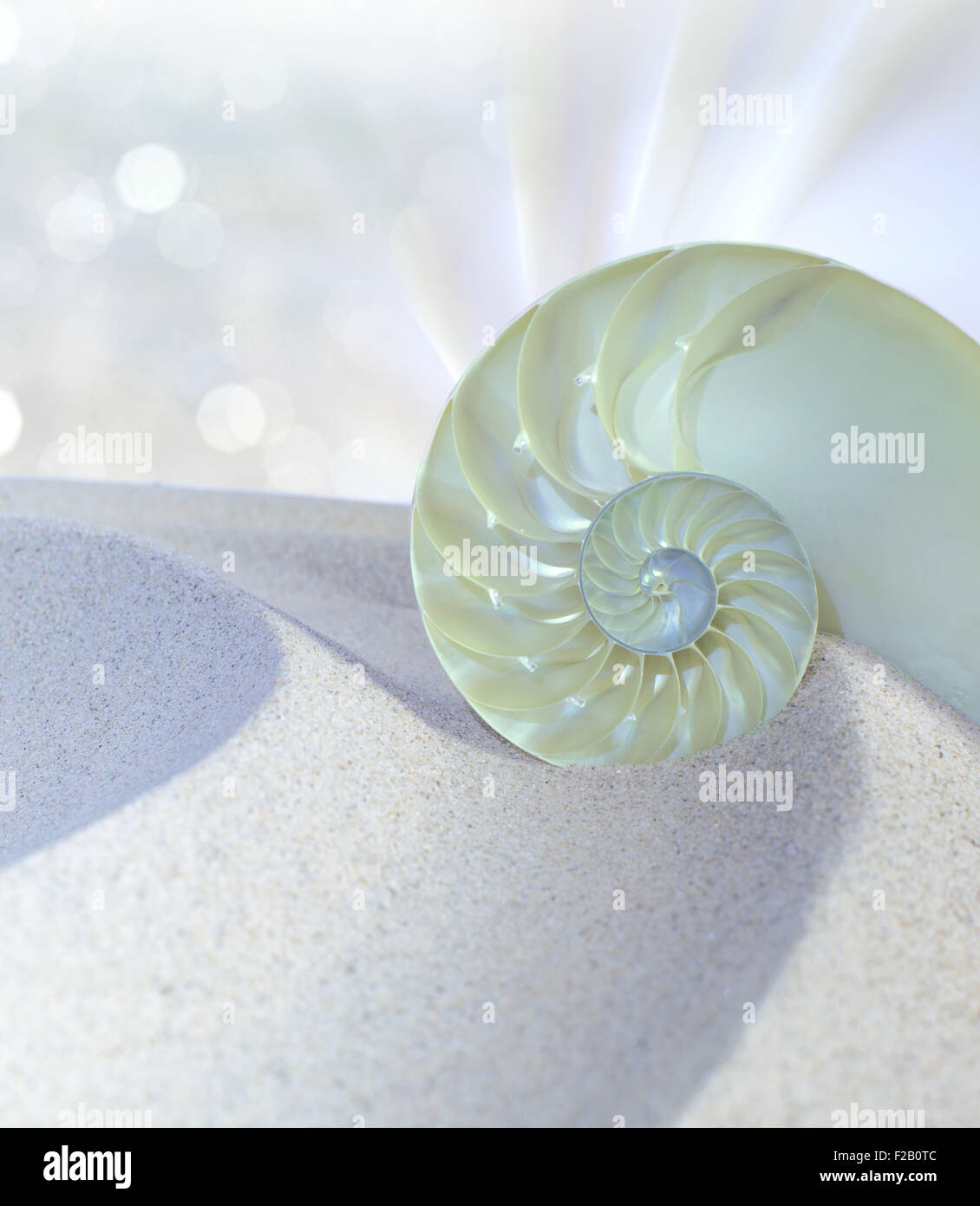 Chambered Nautilus cutaway Shell on sandy beach Stock Photo - Alamy