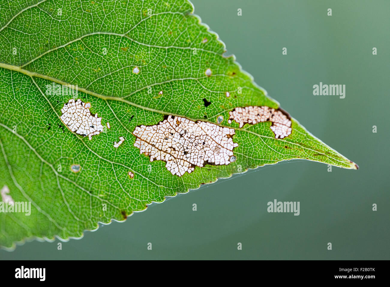 Leaf miner damage hi-res stock photography and images - Alamy