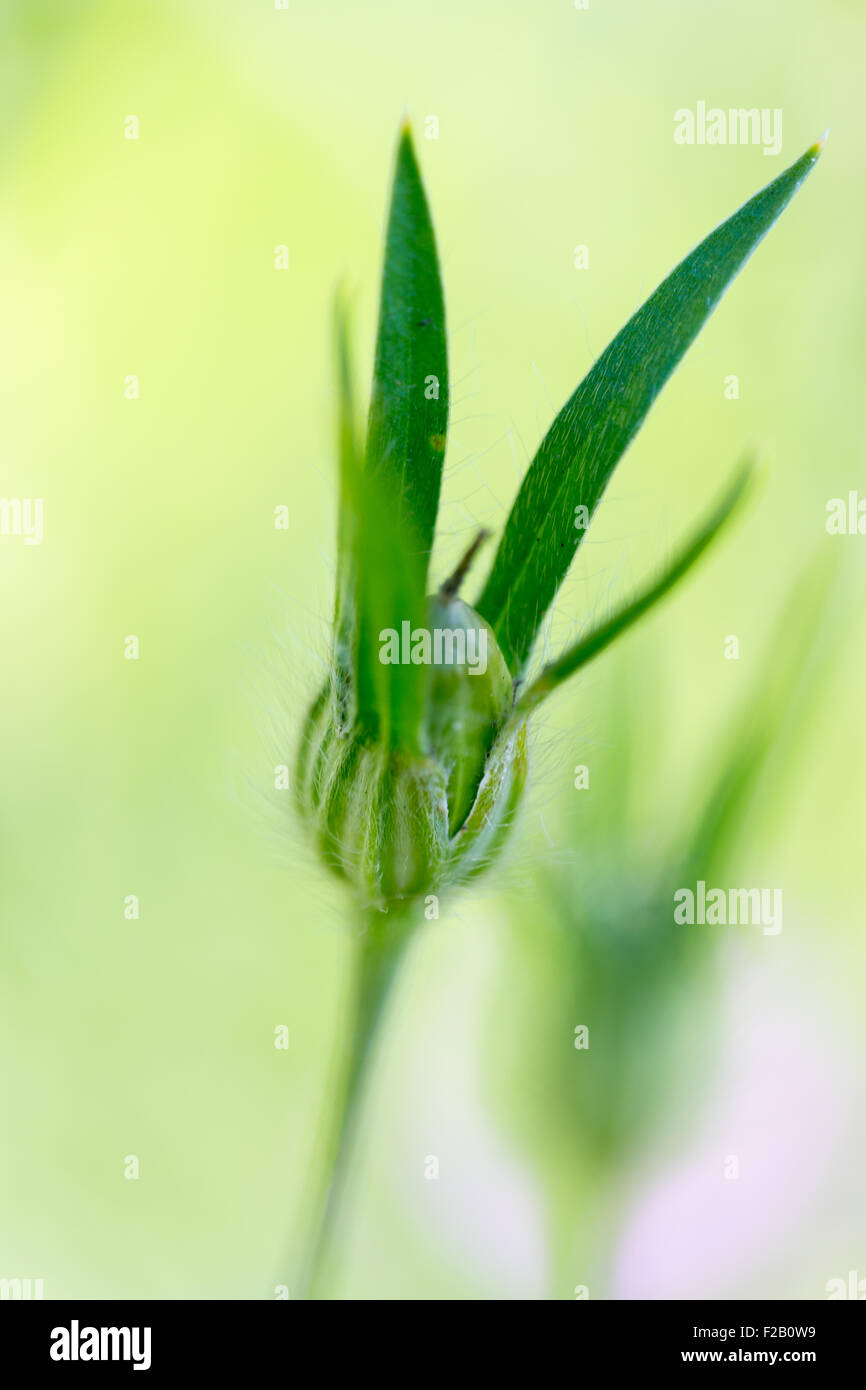 Agrostemma githago – Corn Cockle after flowering Stock Photo - Alamy