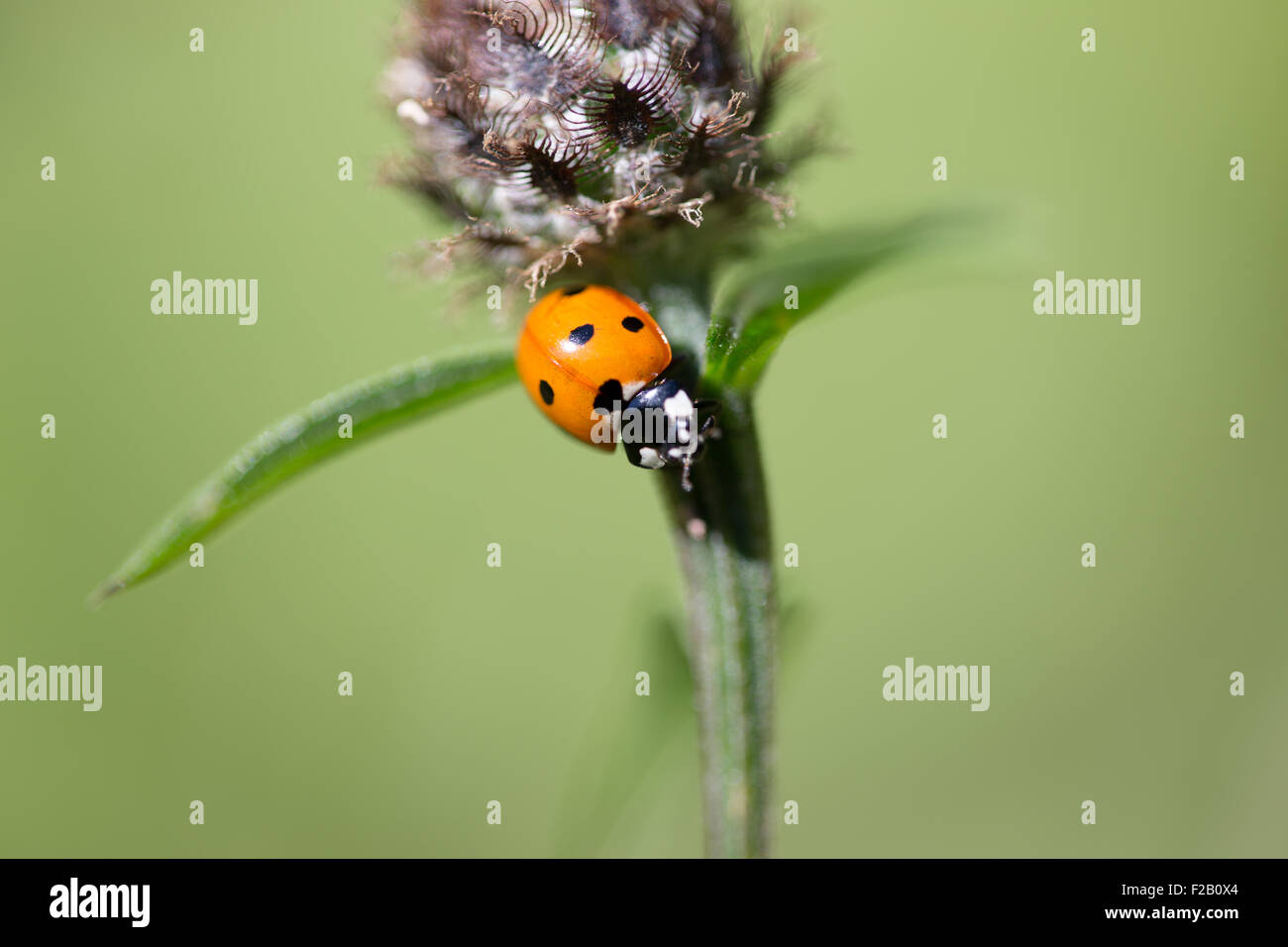 Ladybird on plant hi-res stock photography and images - Alamy