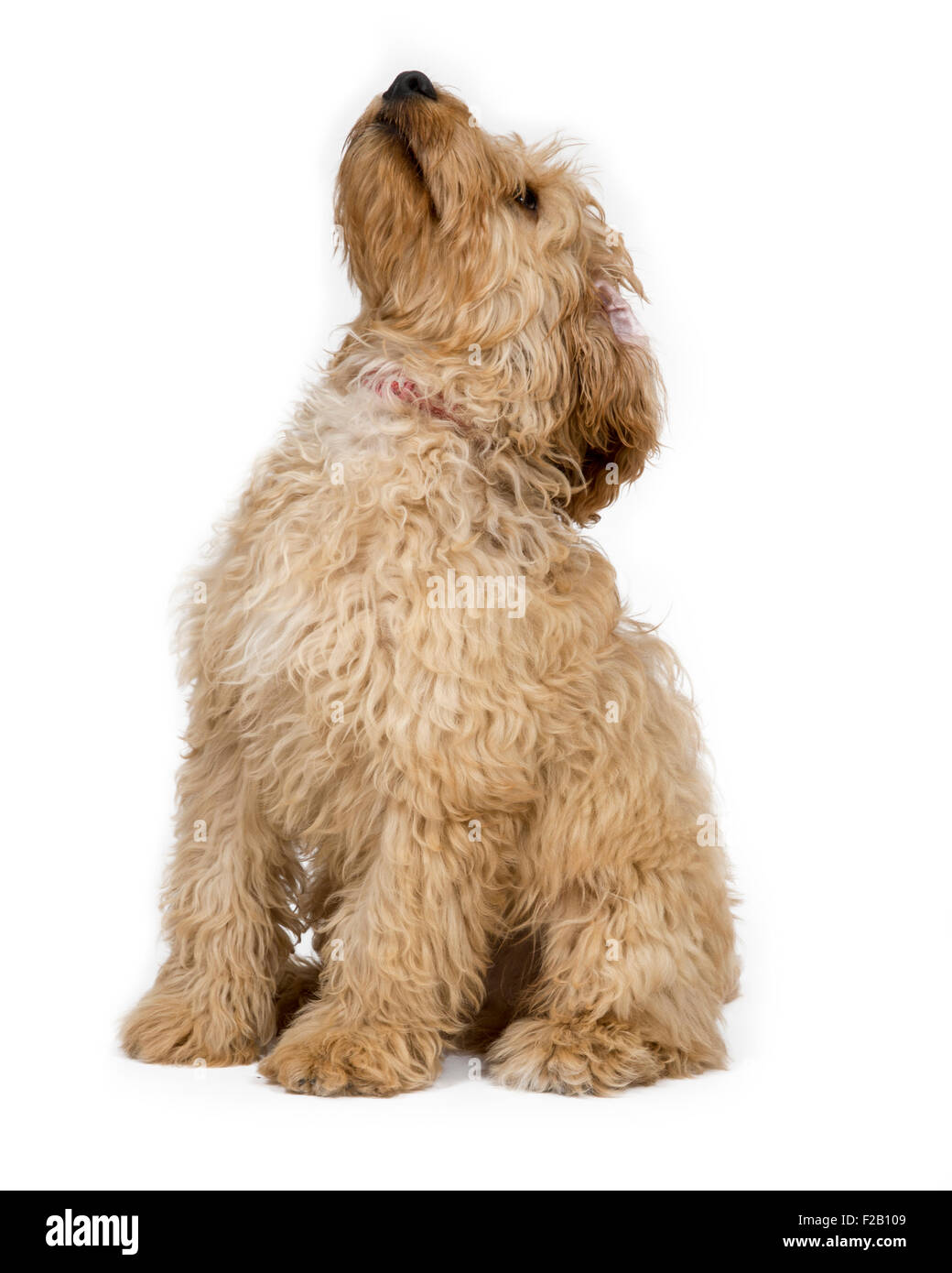 Four month old Cockapoo puppy sitting with white background Stock Photo ...