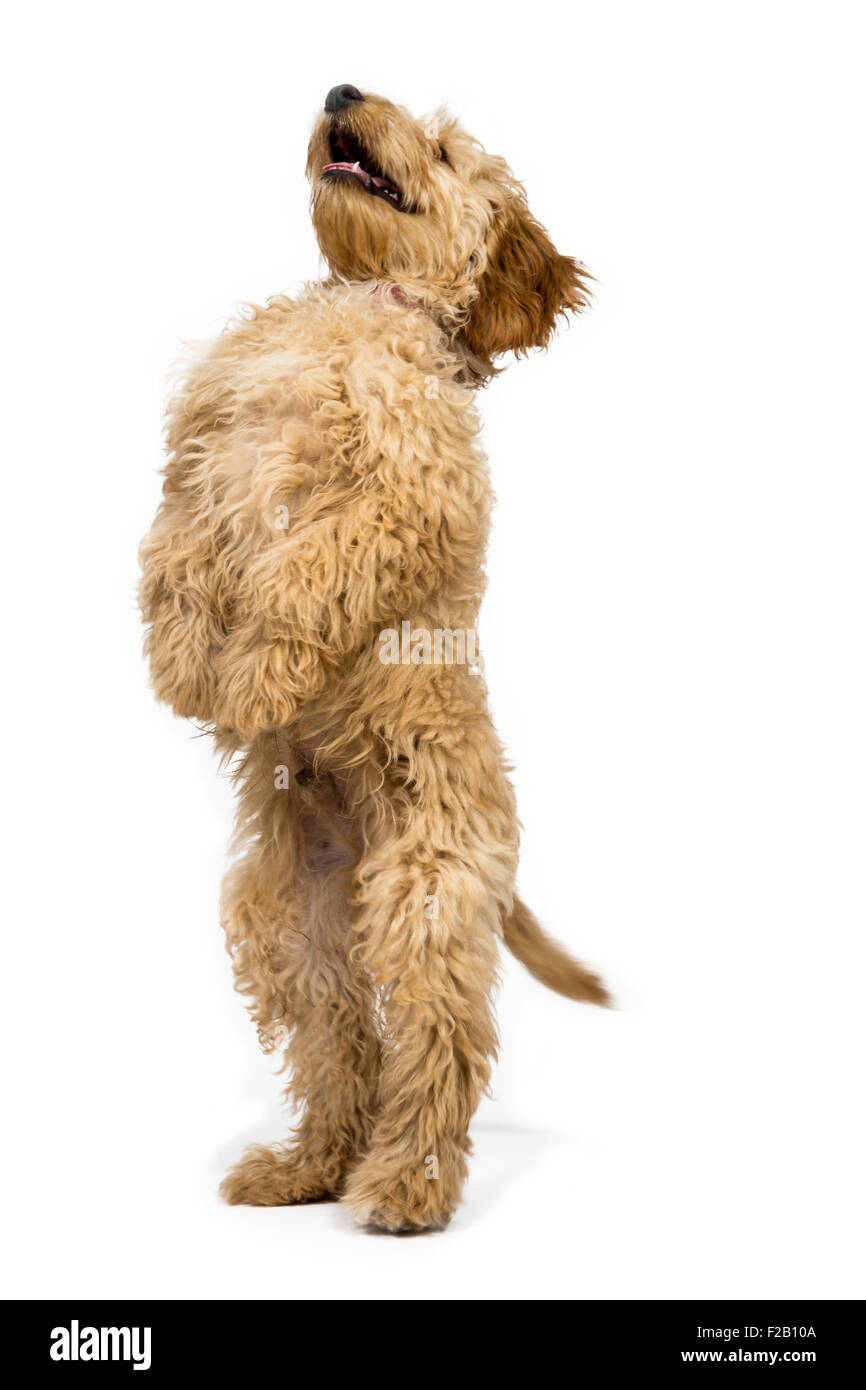 Four month old Cockapoo puppy standing with white background Stock ...