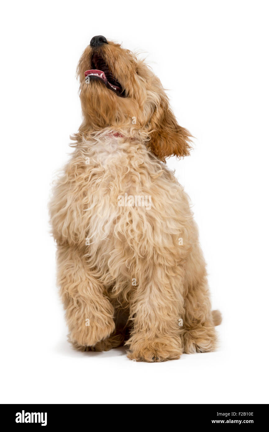 Cockapoo puppy dog Cut Out Stock Images & Pictures - Alamy