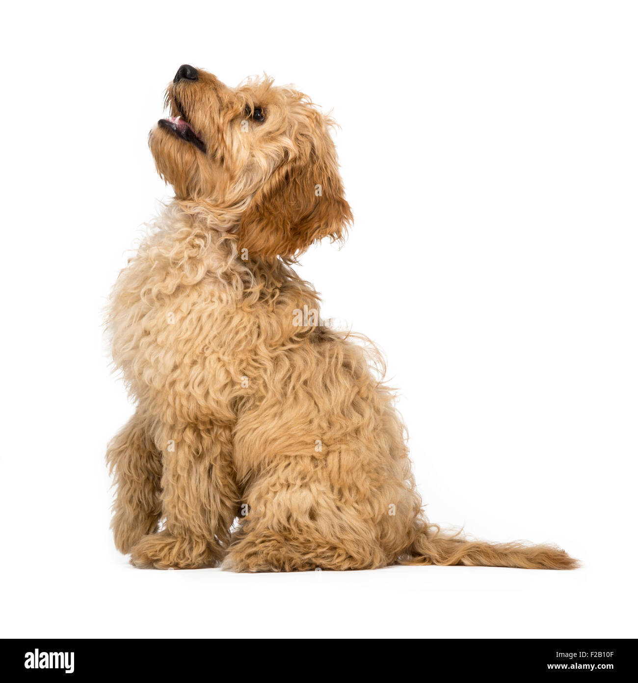 Four month old Cockapoo puppy sitting with white background Stock Photo ...