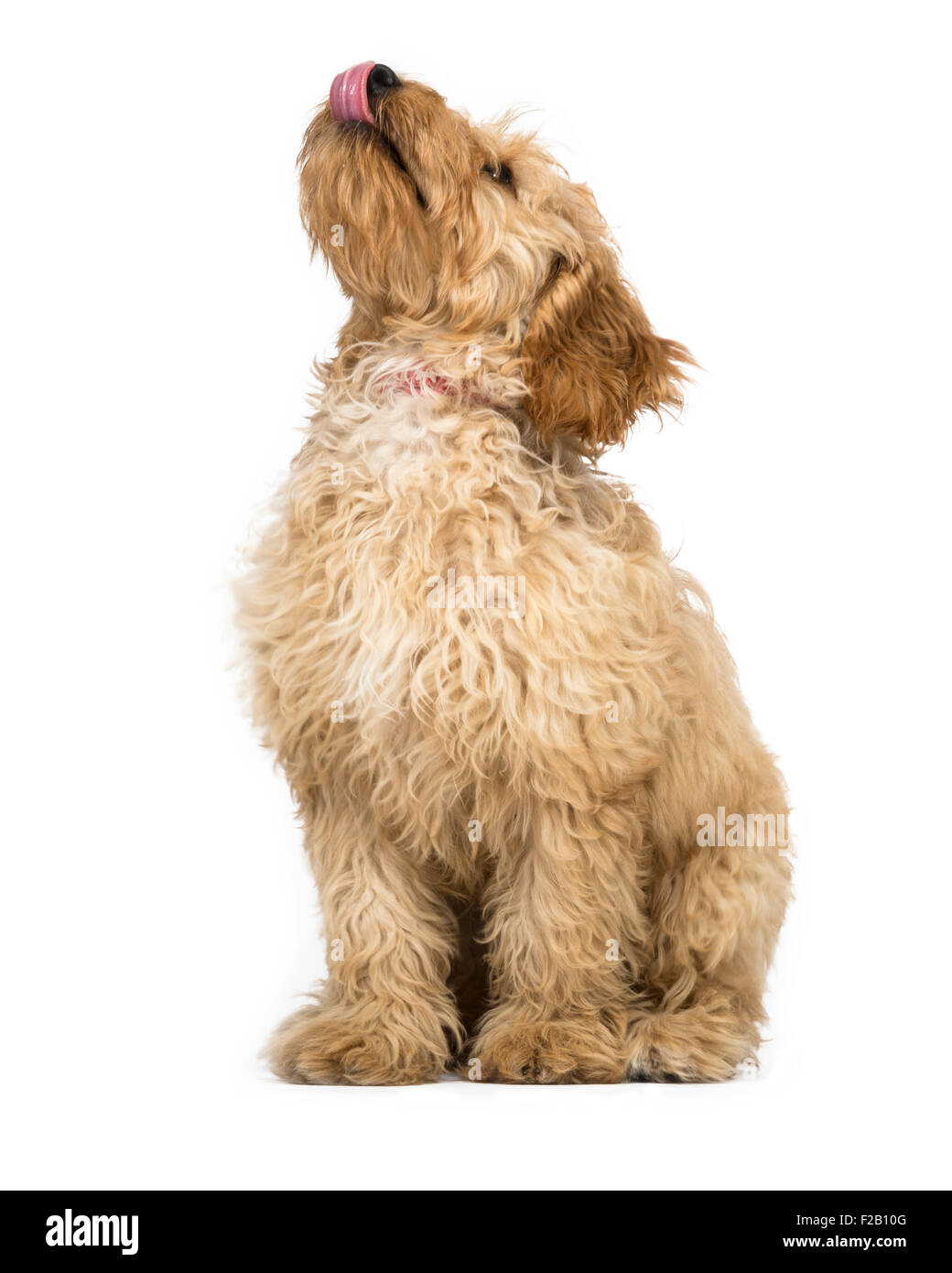 Four month old Cockapoo puppy sitting with white background Stock Photo ...