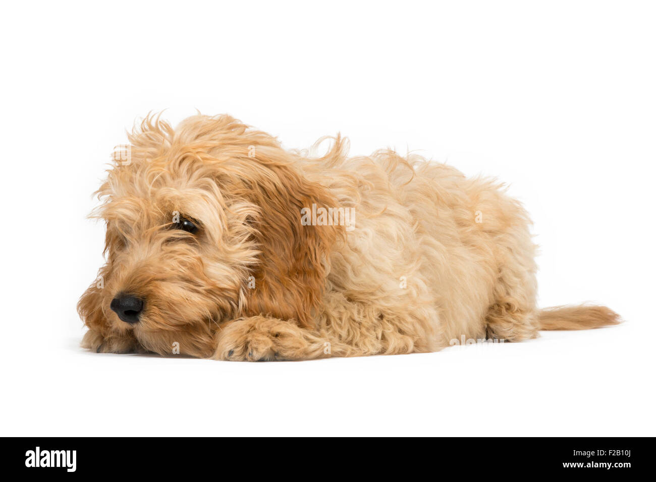 Cockapoo hi-res stock photography and images - Alamy