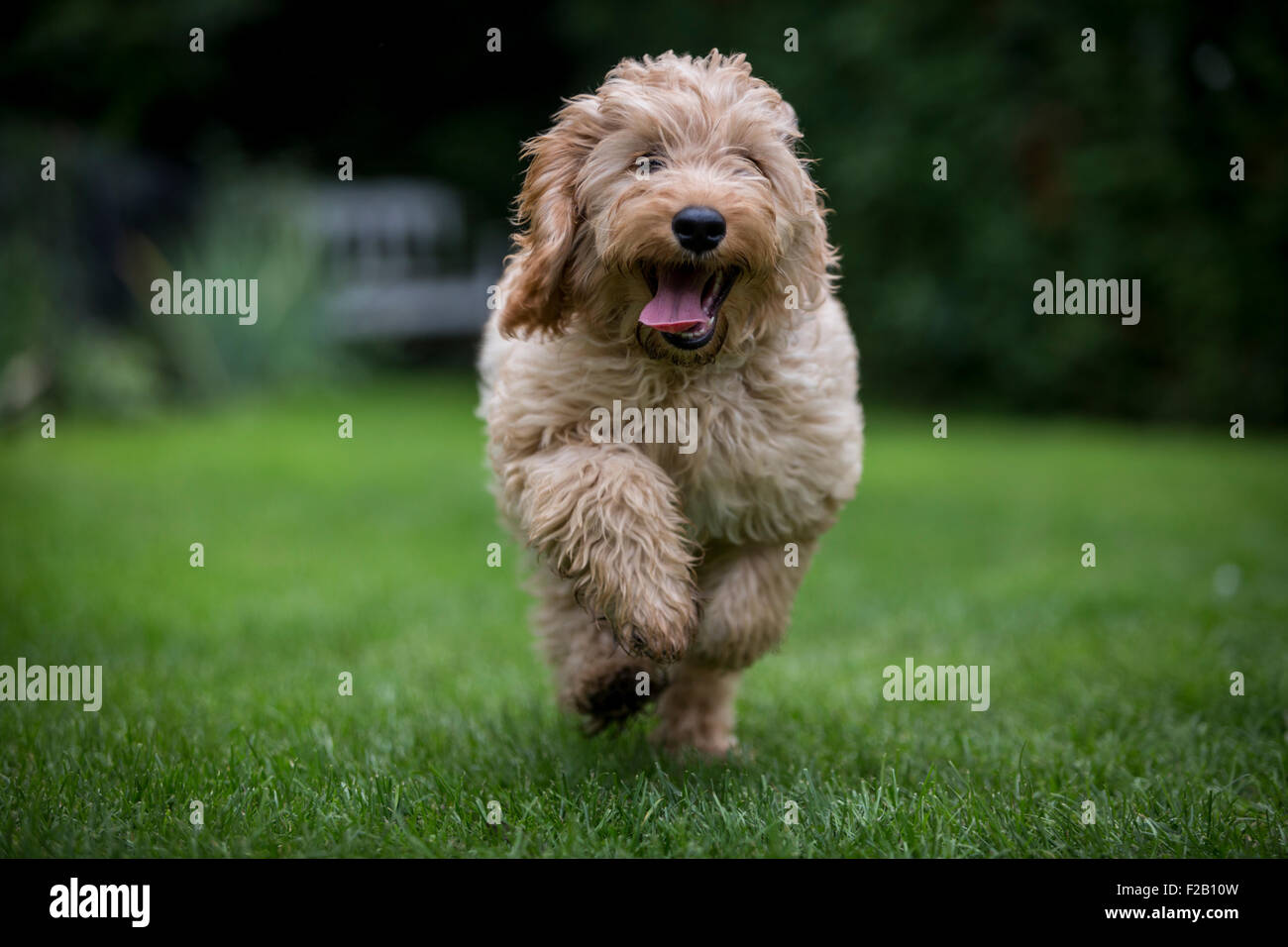 Four month old Cockapoo puppy running in garden Stock Photo - Alamy
