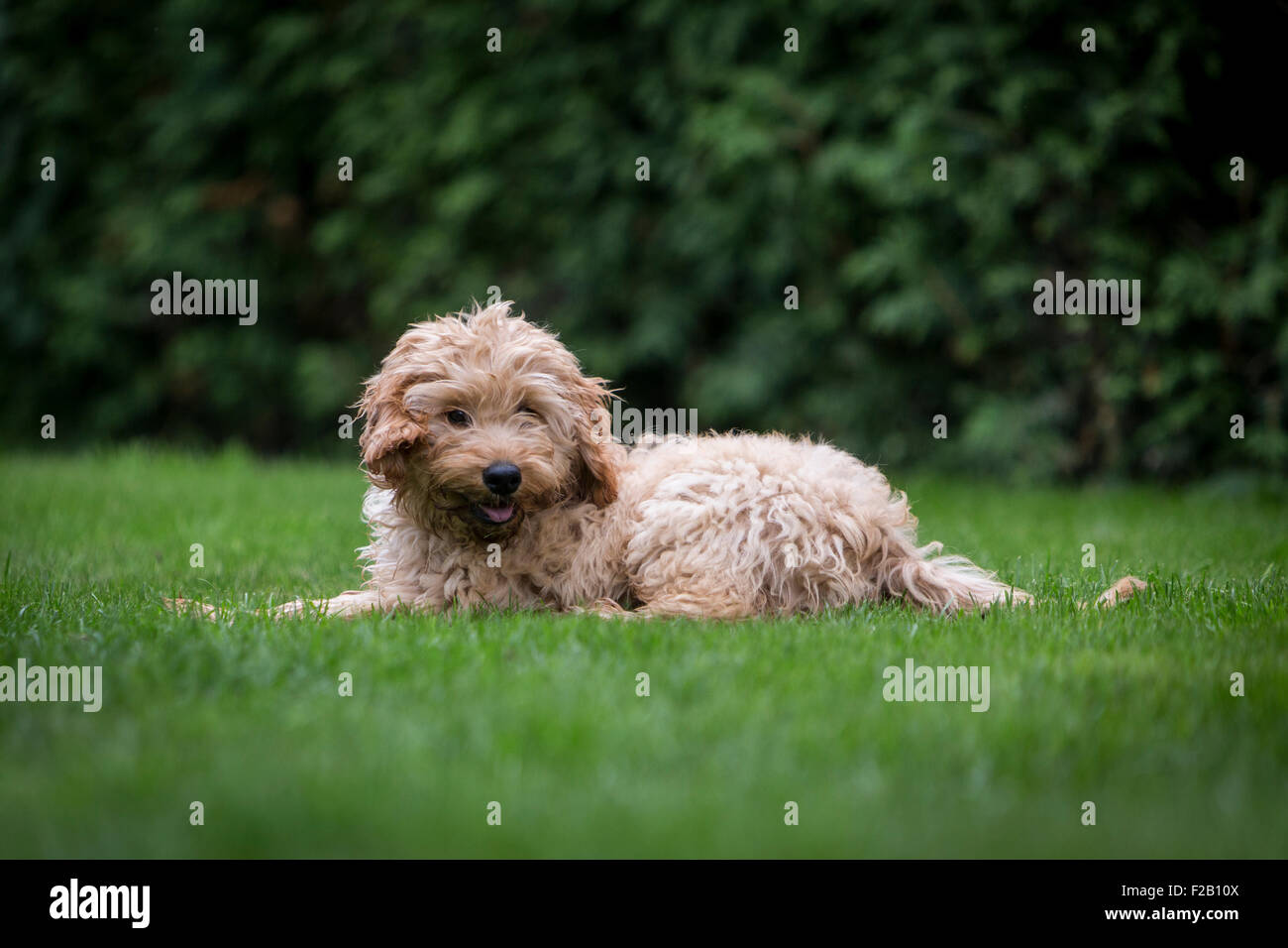 Four month old Cockapoo puppy laying on grass in garden Stock Photo - Alamy