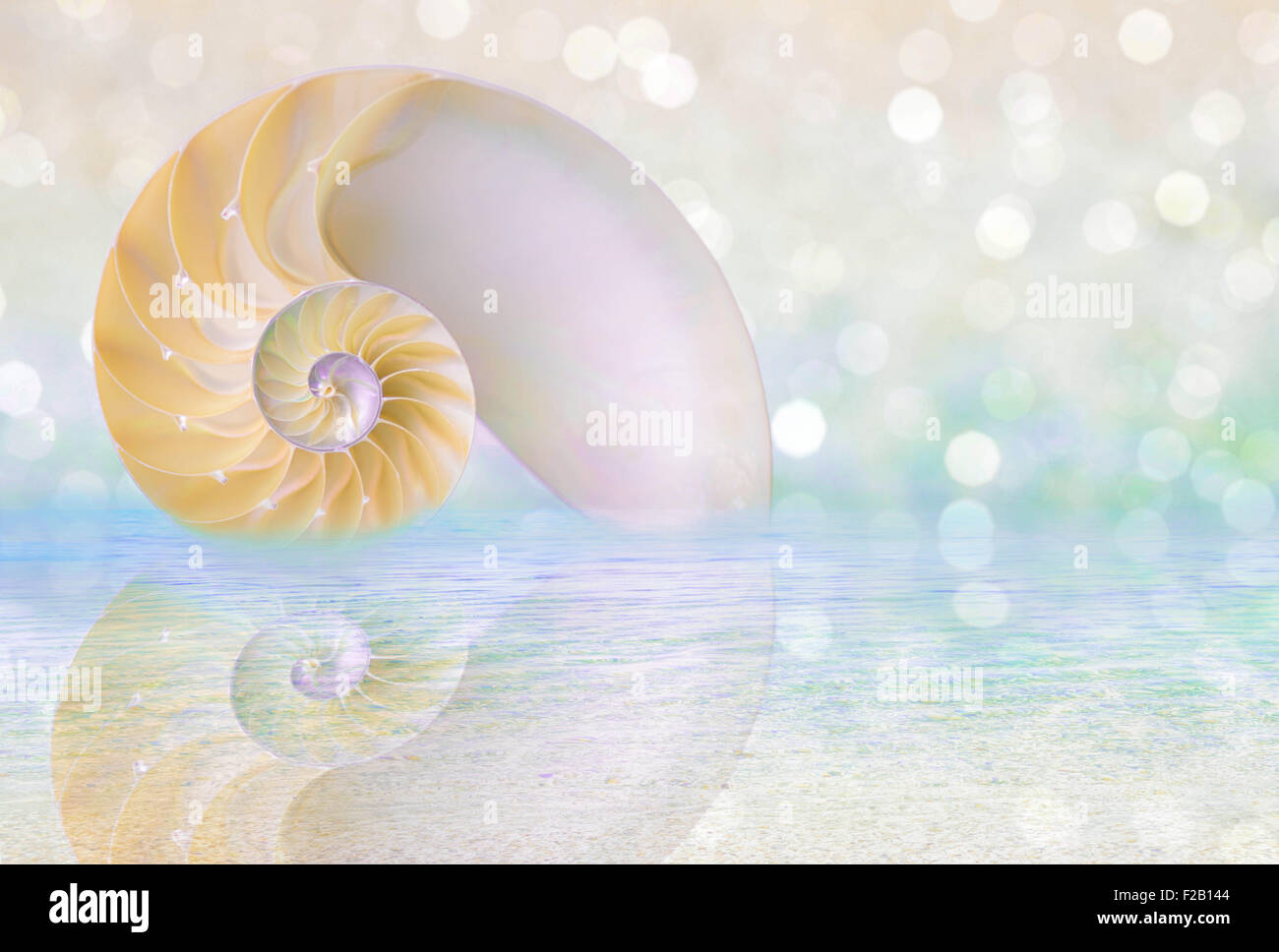 Chambered Nautilus cutaway Shell on beach reflected in water Stock ...
