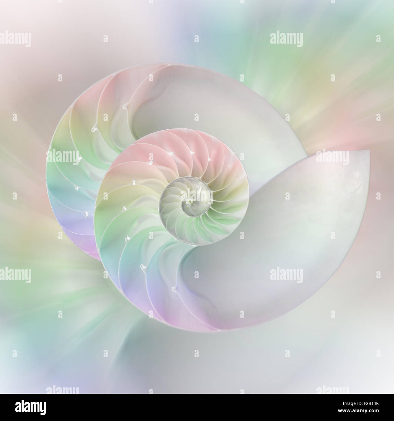 Chambered Nautilus cutaway Shells on colorful background Stock Photo ...