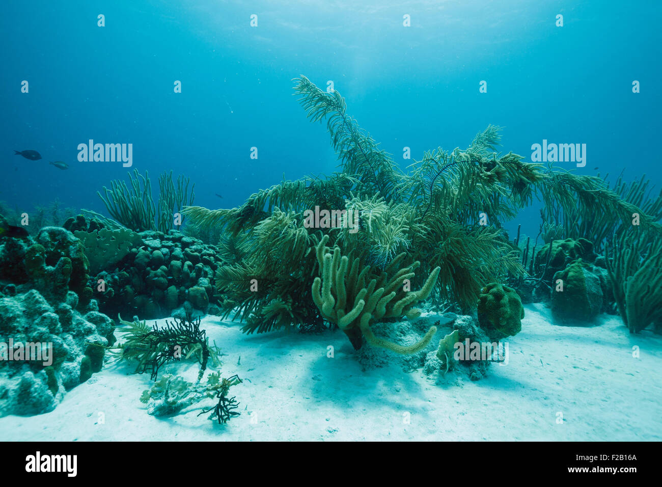 Coral reef with giant sea rods and sea plums in the Caribbean sea ...