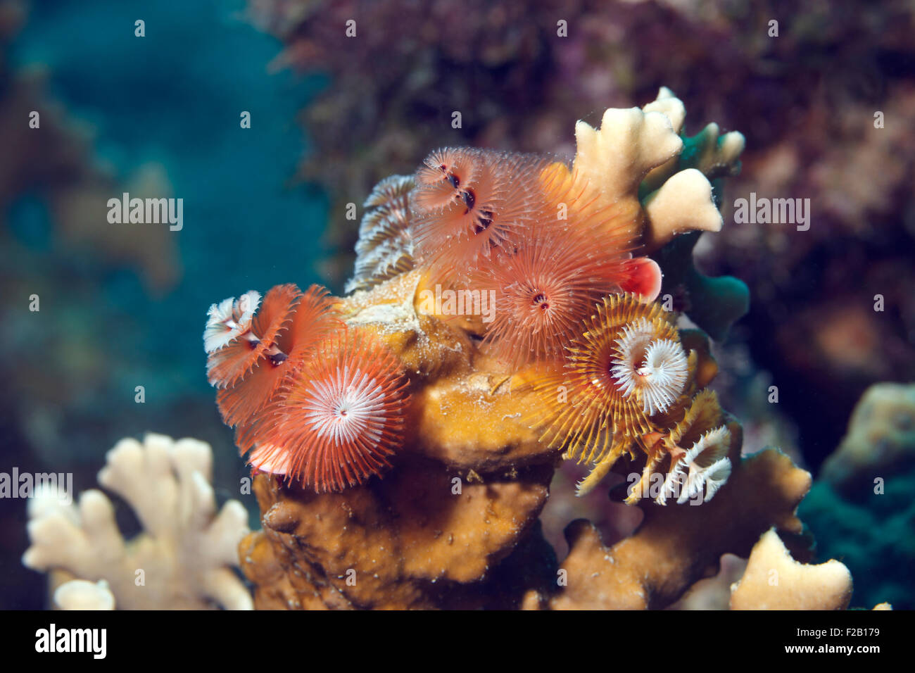 Corals and christmas tree worms in the Caribbean sea. Photo V.D Stock ...