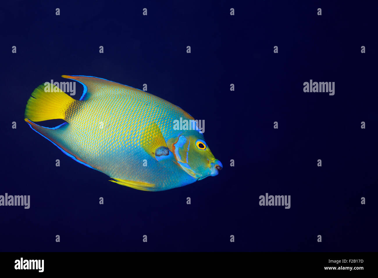 Queen angelfish in the Caribbean sea around Bonaire. Photo V.D Stock ...