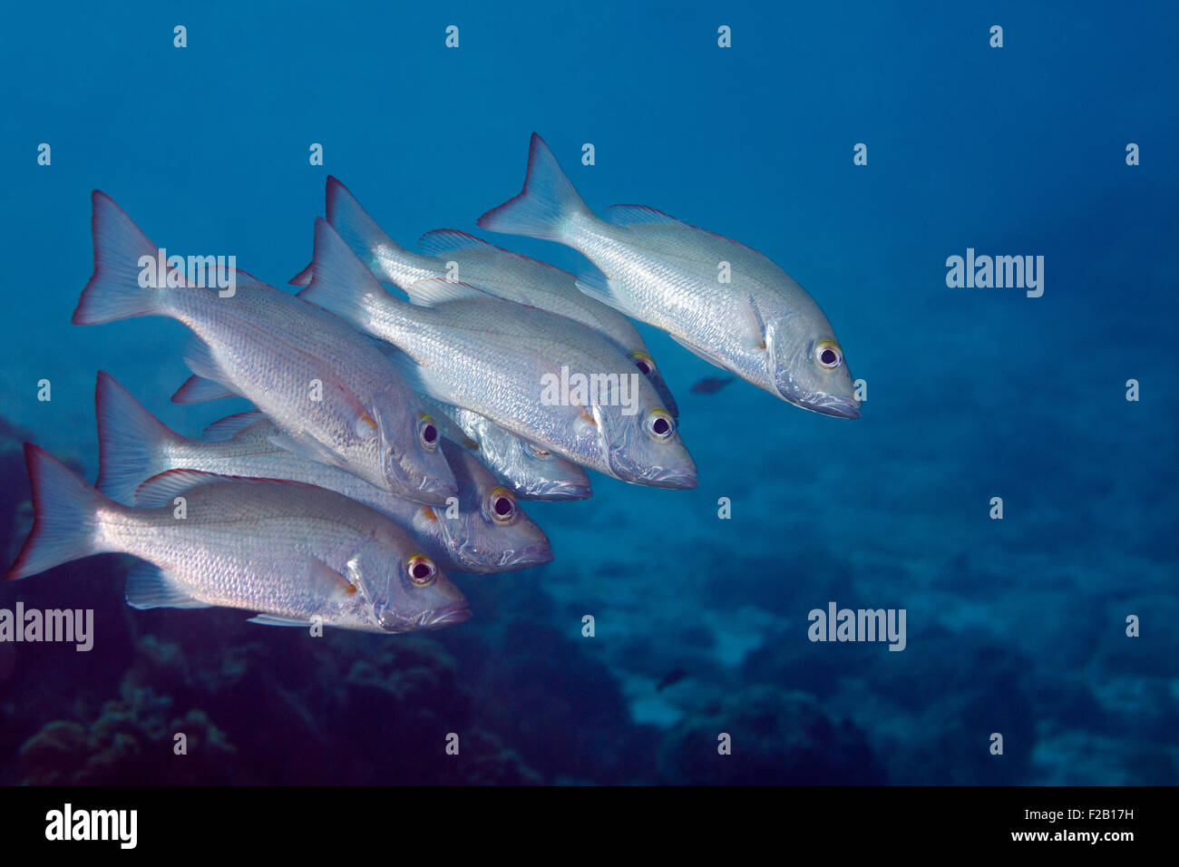 Snappers caribbean sea hi-res stock photography and images - Alamy
