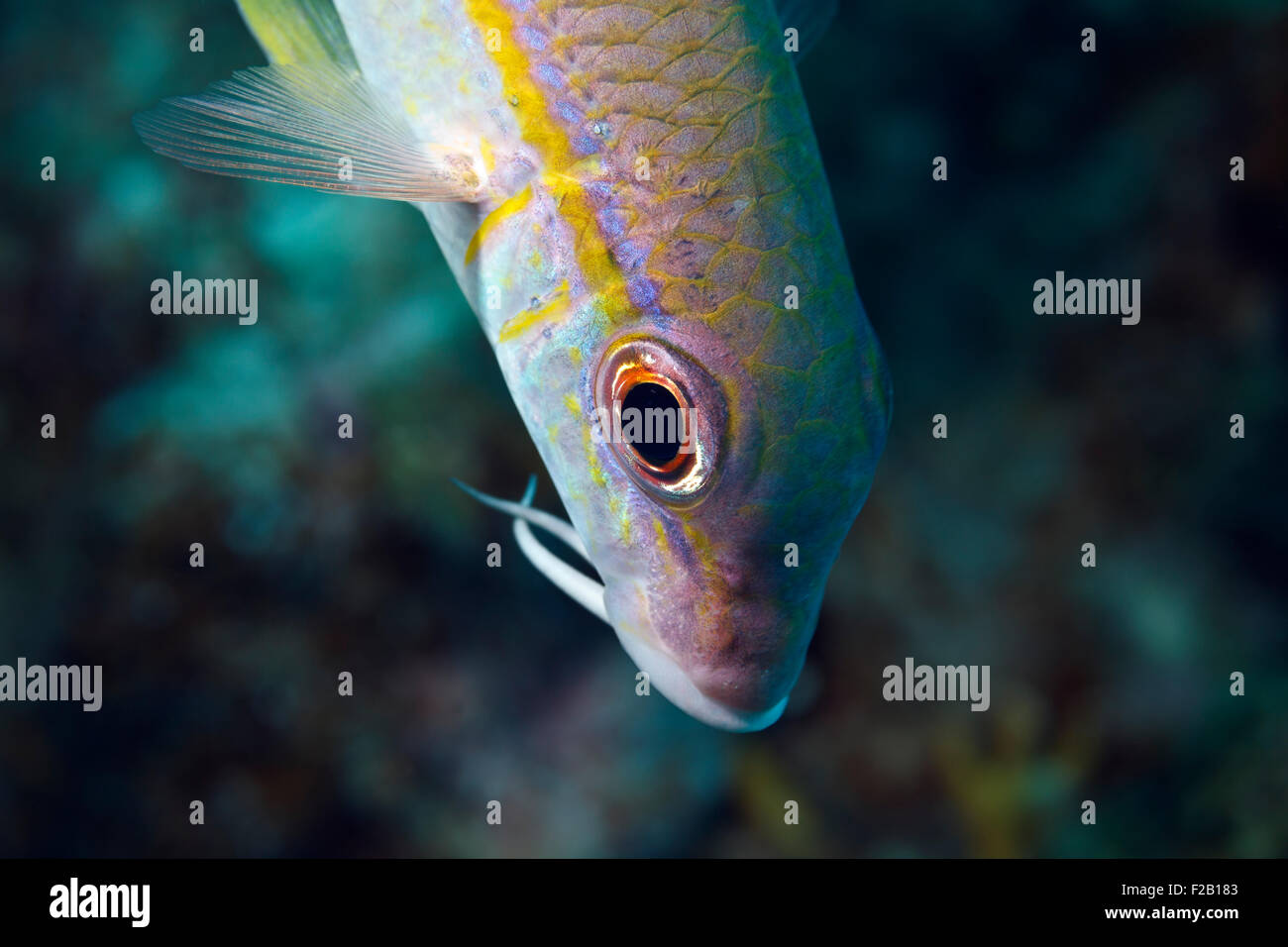 Zeebarbeel hi-res stock photography and images - Alamy