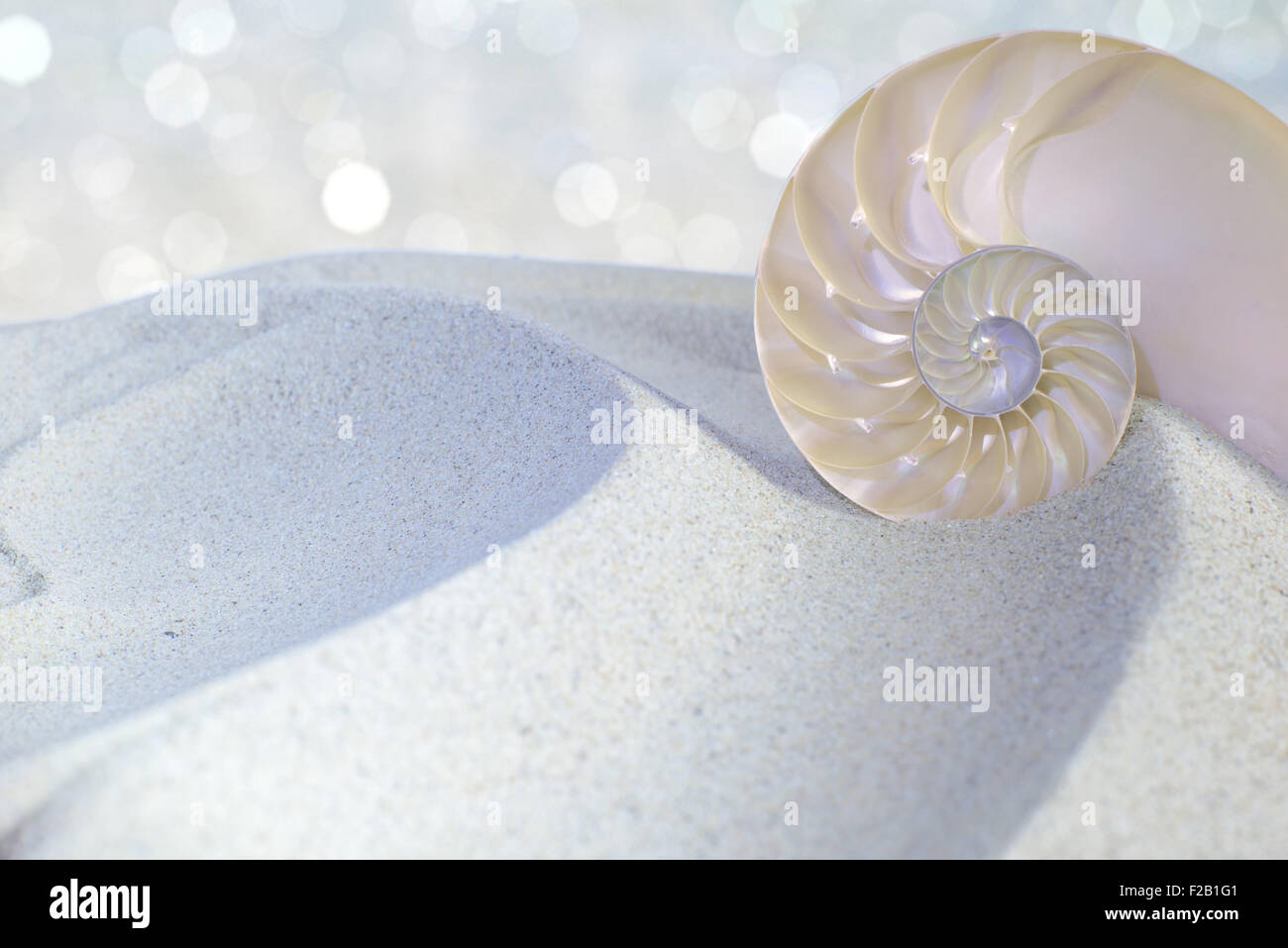 Chambered Nautilus cutaway Shell on sandy beach Stock Photo - Alamy